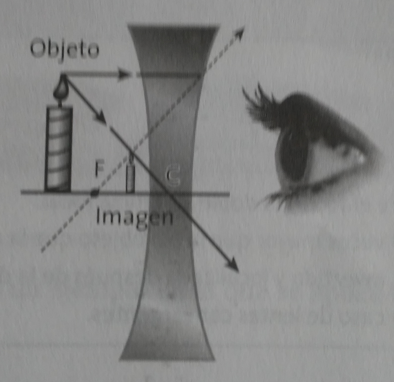 Lentes divergentes. Física. – Herramientas de cálculo